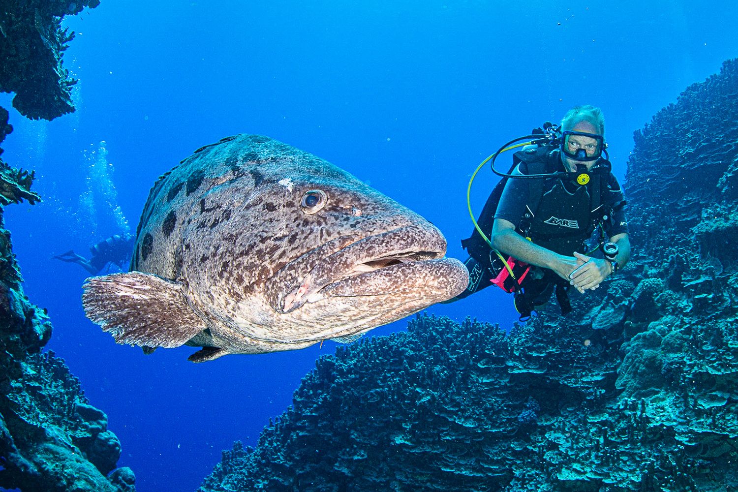 7 Night Cod Hole & Ribbon Reefs Dive Adventure | Backpacker Deals