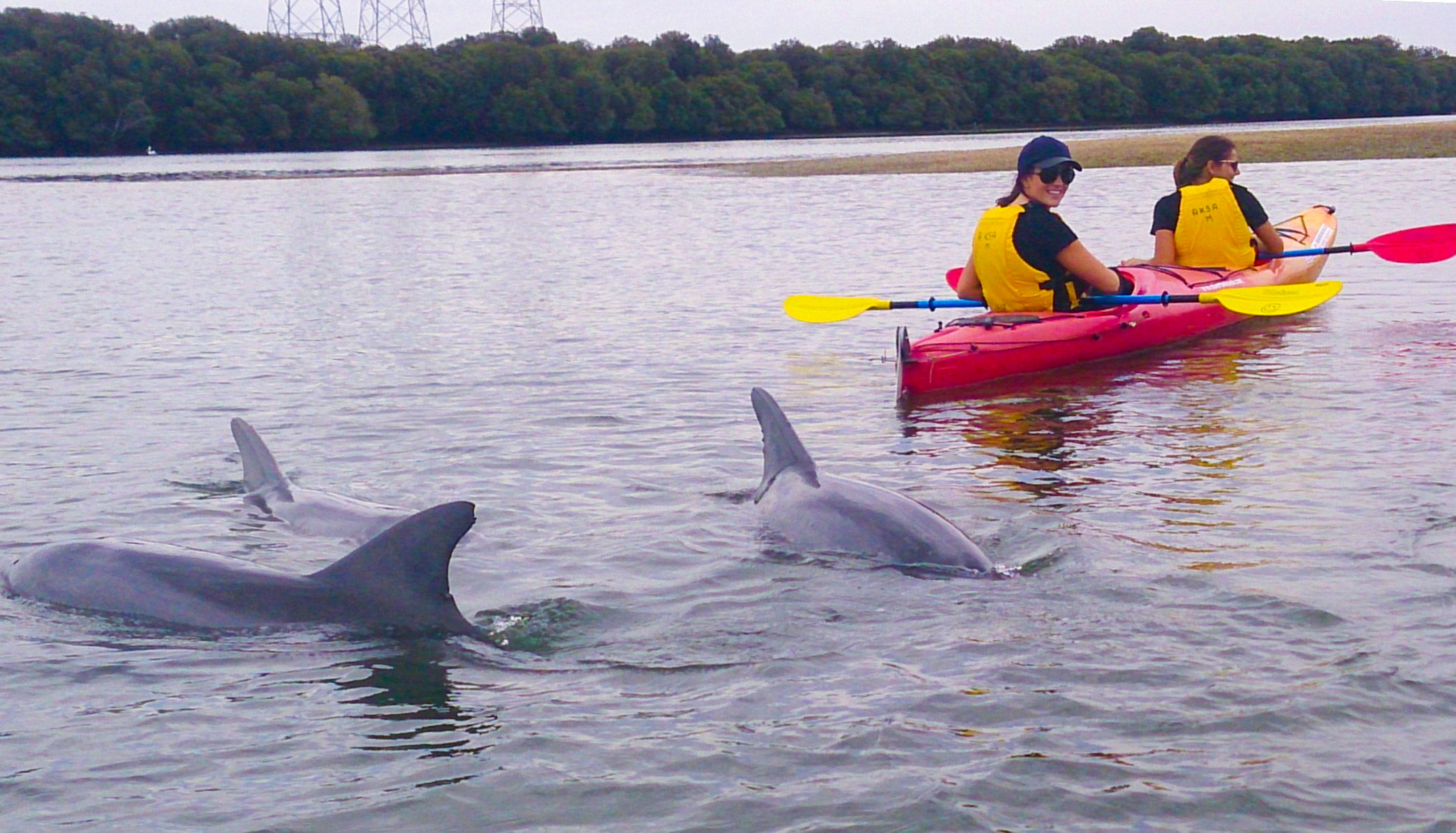 Dolphin Sanctuary Family Kayak Tour | Backpacker Deals