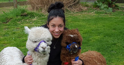 Hamilton Alpaca Experience | Backpacker Deals