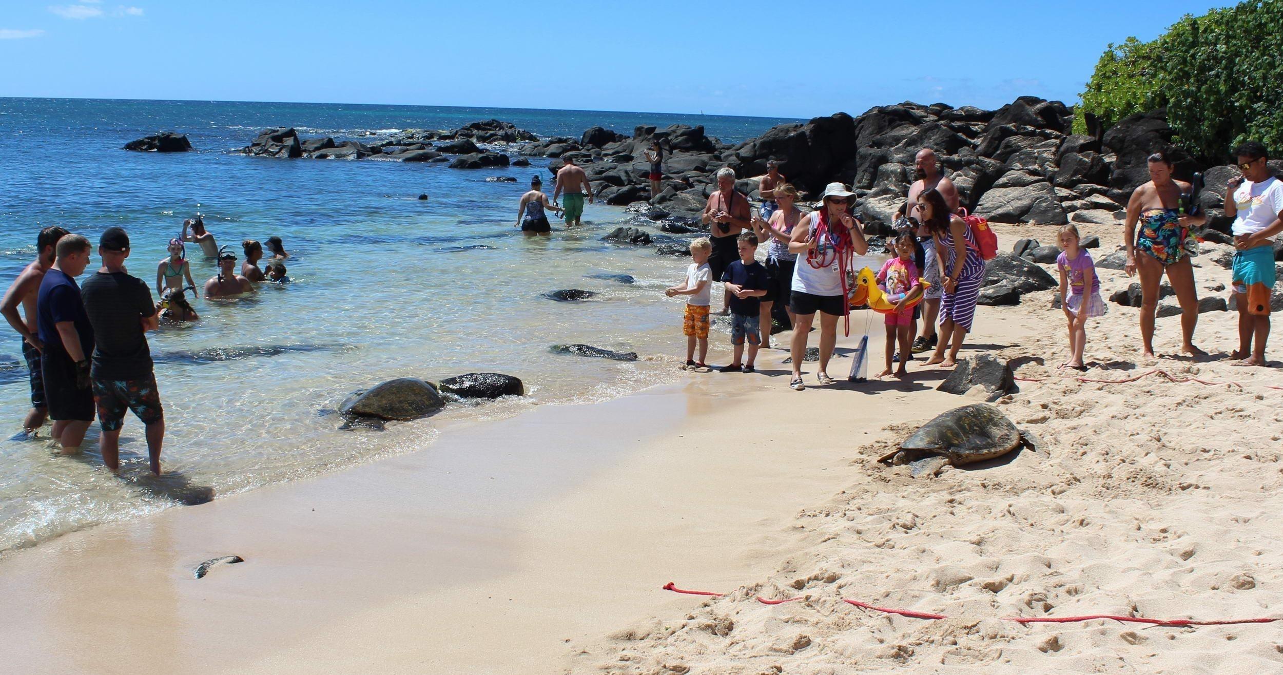 Oahu Island & Turtle Tour | Travello