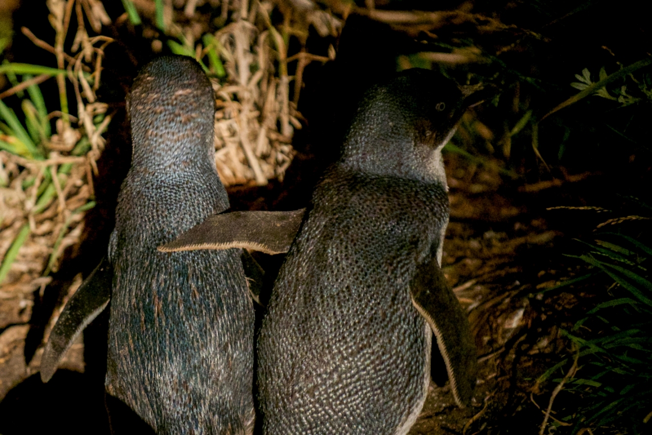 Bicheno Penguin Tour | Backpacker Deals